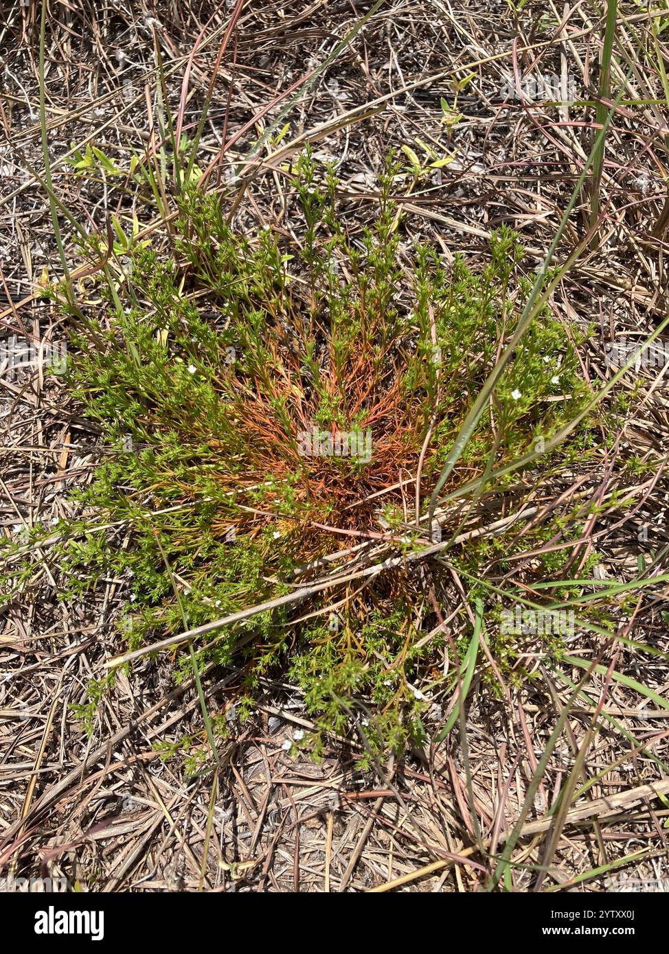 Rust Weed (Polypremum procumbens Stock Photo - Alamy