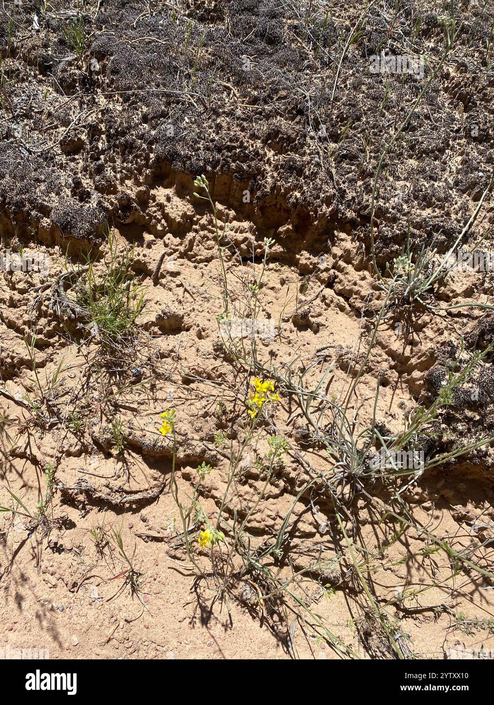 Tall Tumblemustard (Sisymbrium altissimum Stock Photo - Alamy