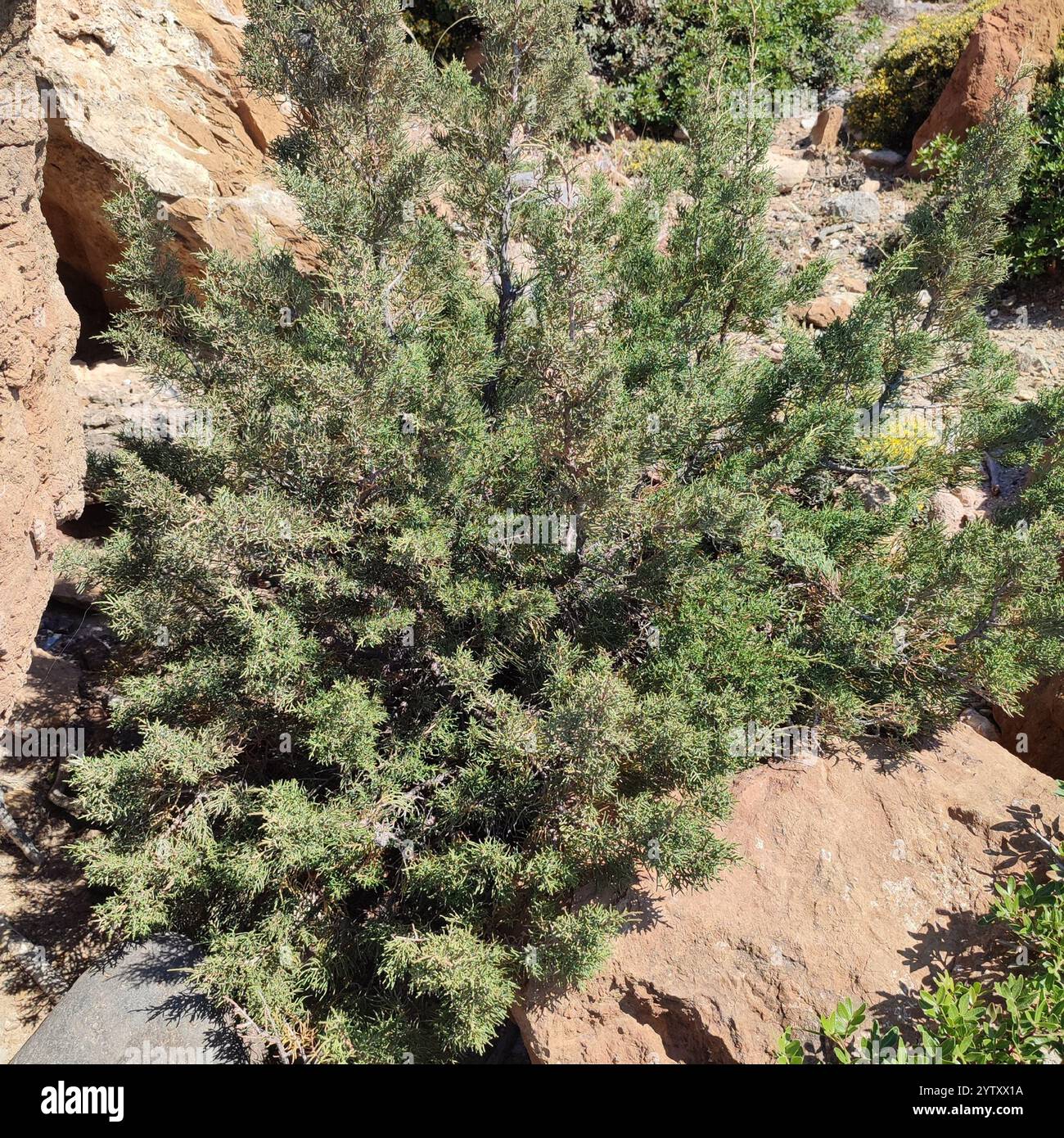 Mediterranean juniper (Juniperus turbinata Stock Photo - Alamy