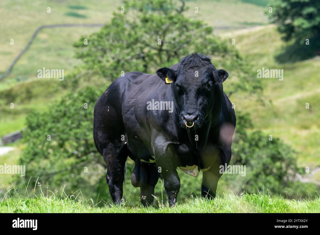 Powerful double muscled British Blue bull on an upland pasture in ...