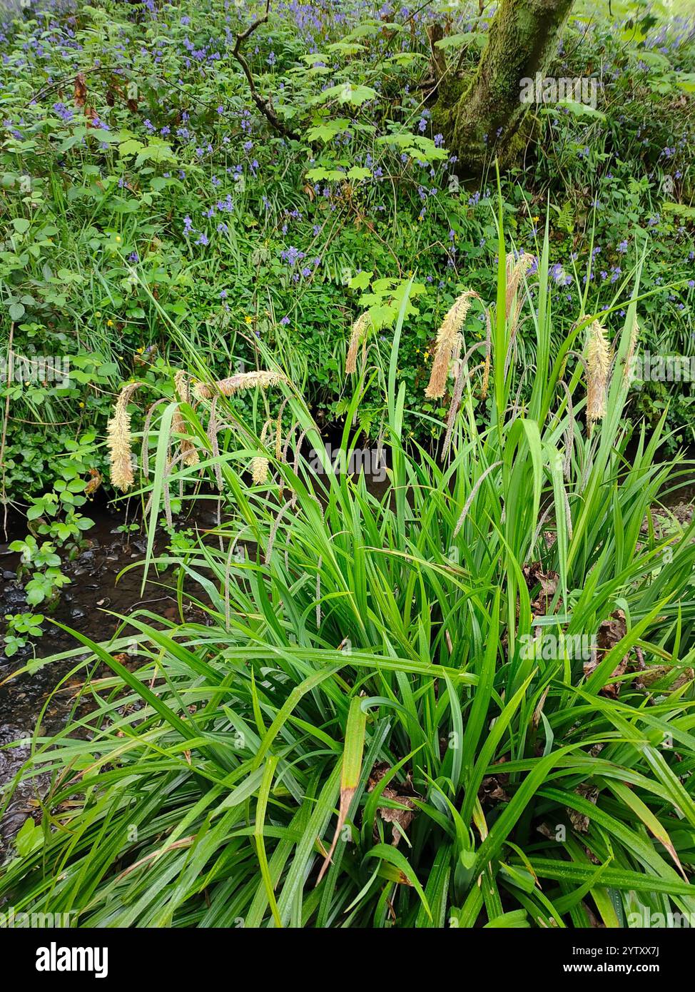 Hanging sedge (Carex pendula Stock Photo - Alamy