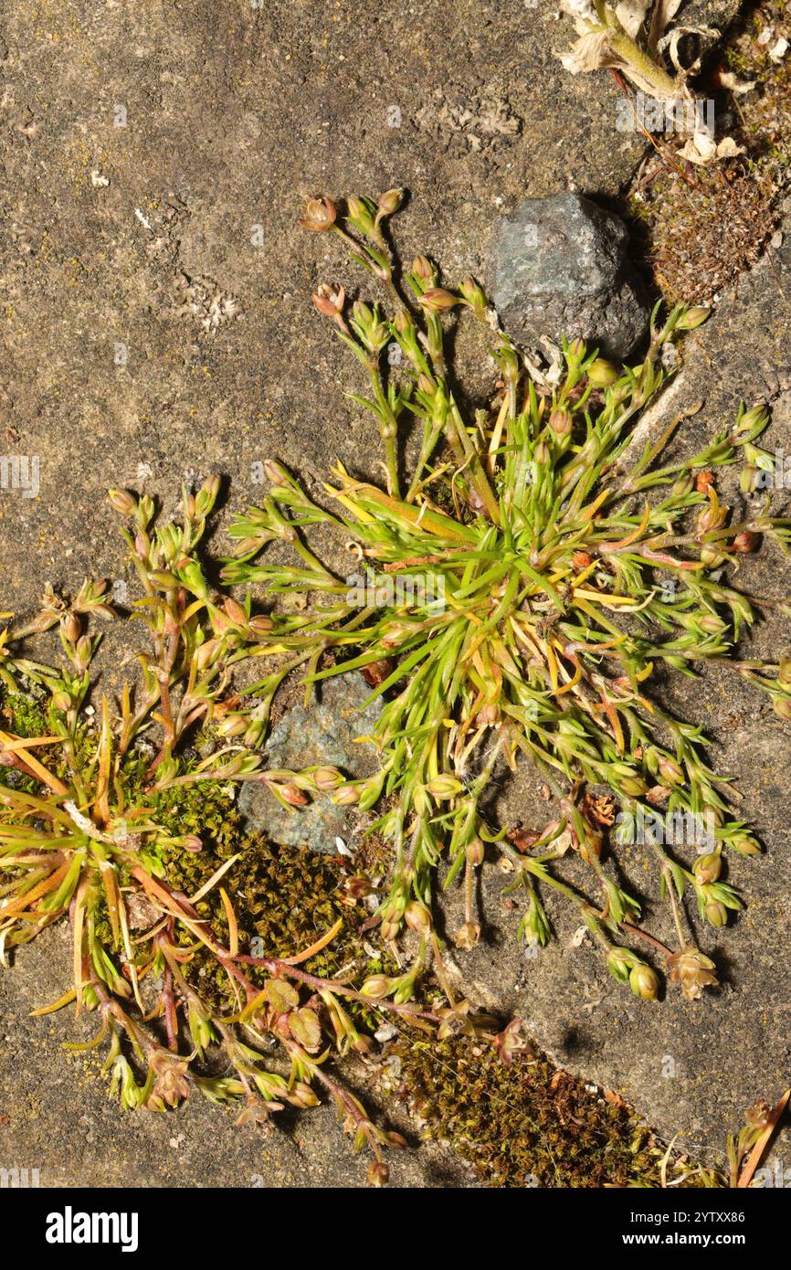 Procumbent Pearlwort (Sagina procumbens Stock Photo - Alamy
