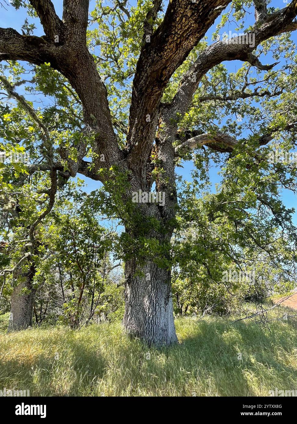 valley oak (Quercus lobata Stock Photo - Alamy