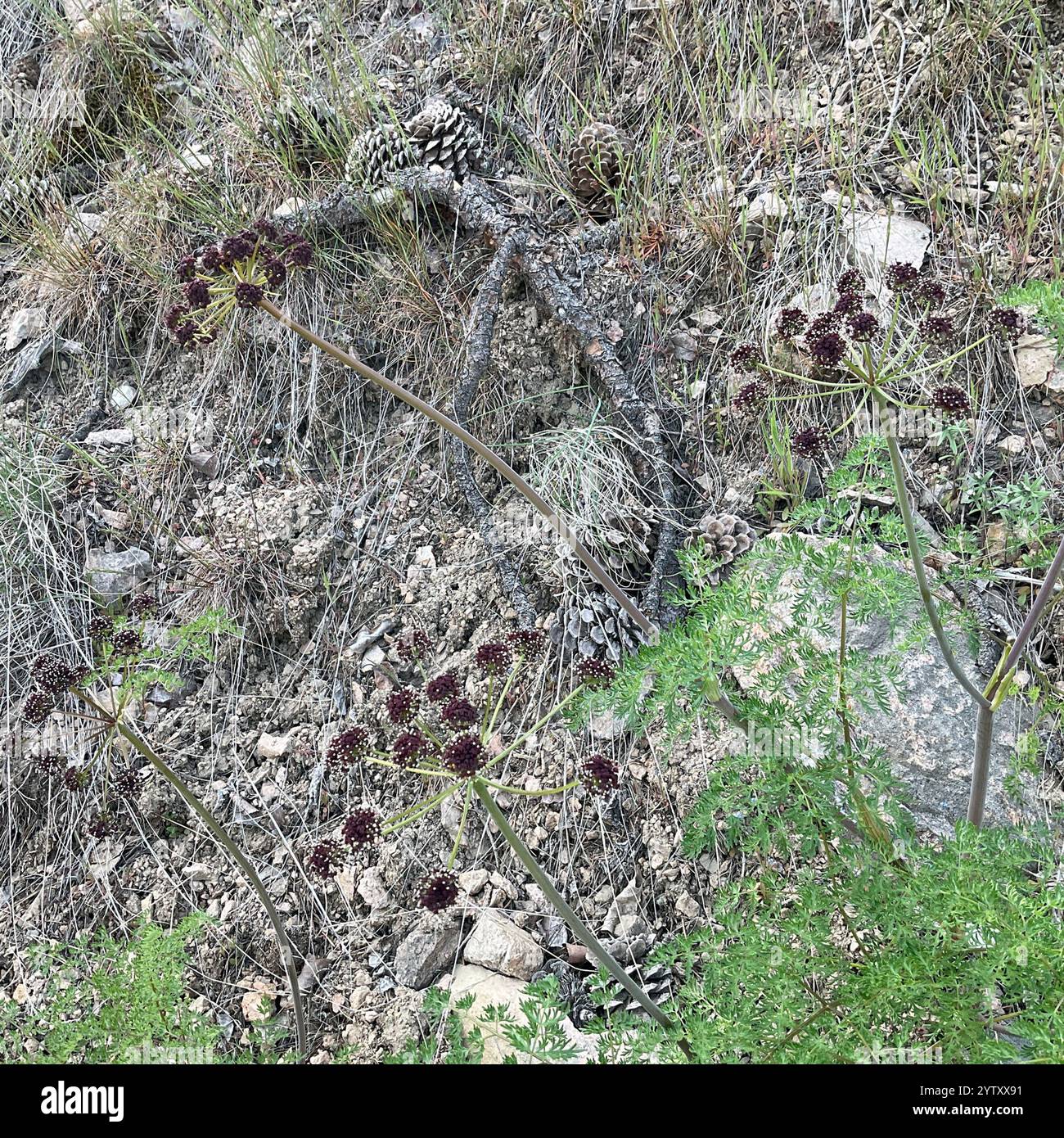 Carrotleaf Biscuitroot (Lomatium multifidum Stock Photo - Alamy