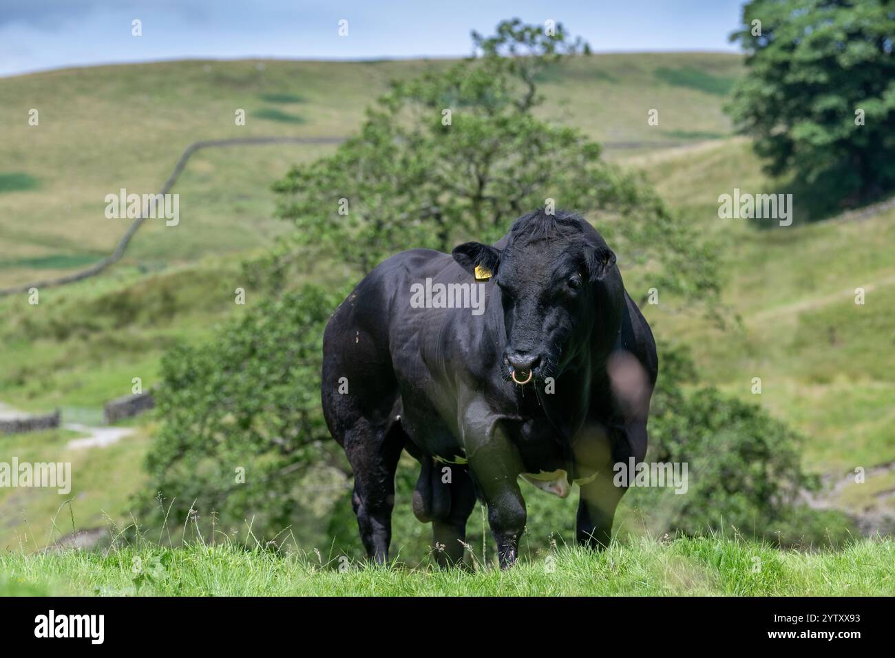 Powerful double muscled British Blue bull on an upland pasture in ...