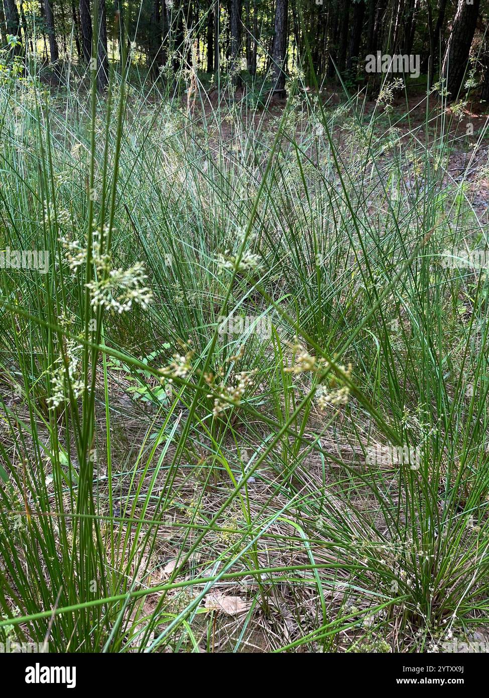 Soft Rush (Juncus effusus Stock Photo - Alamy