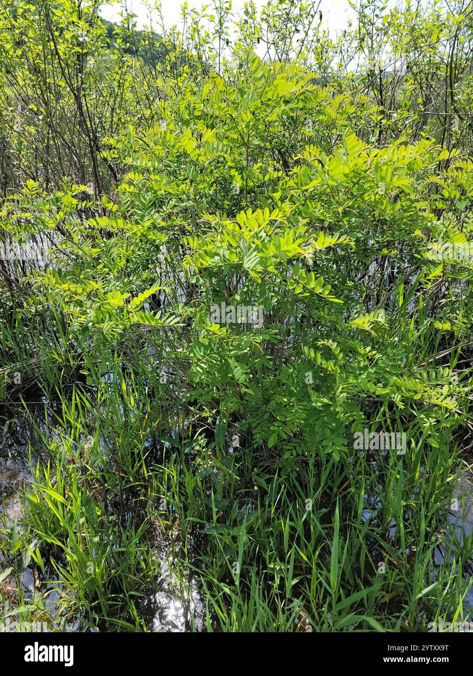 false indigo bush (Amorpha fruticosa Stock Photo - Alamy