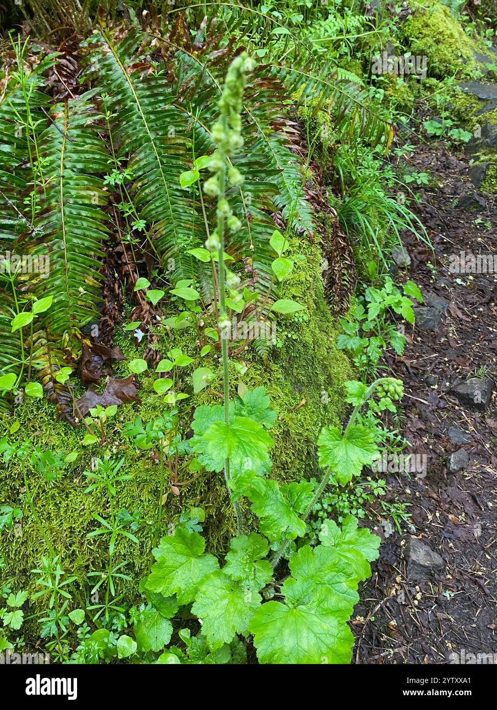 fringe cups (Tellima grandiflora Stock Photo - Alamy