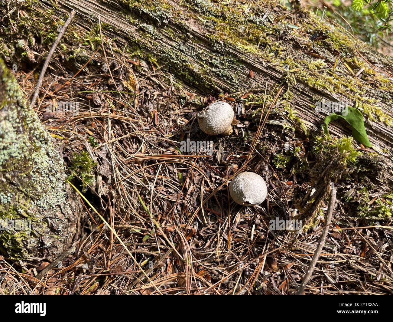 Pear-shaped Puffball (Apioperdon pyriforme Stock Photo - Alamy