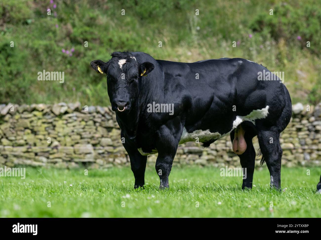 Double muscled cattle hi-res stock photography and images - Alamy