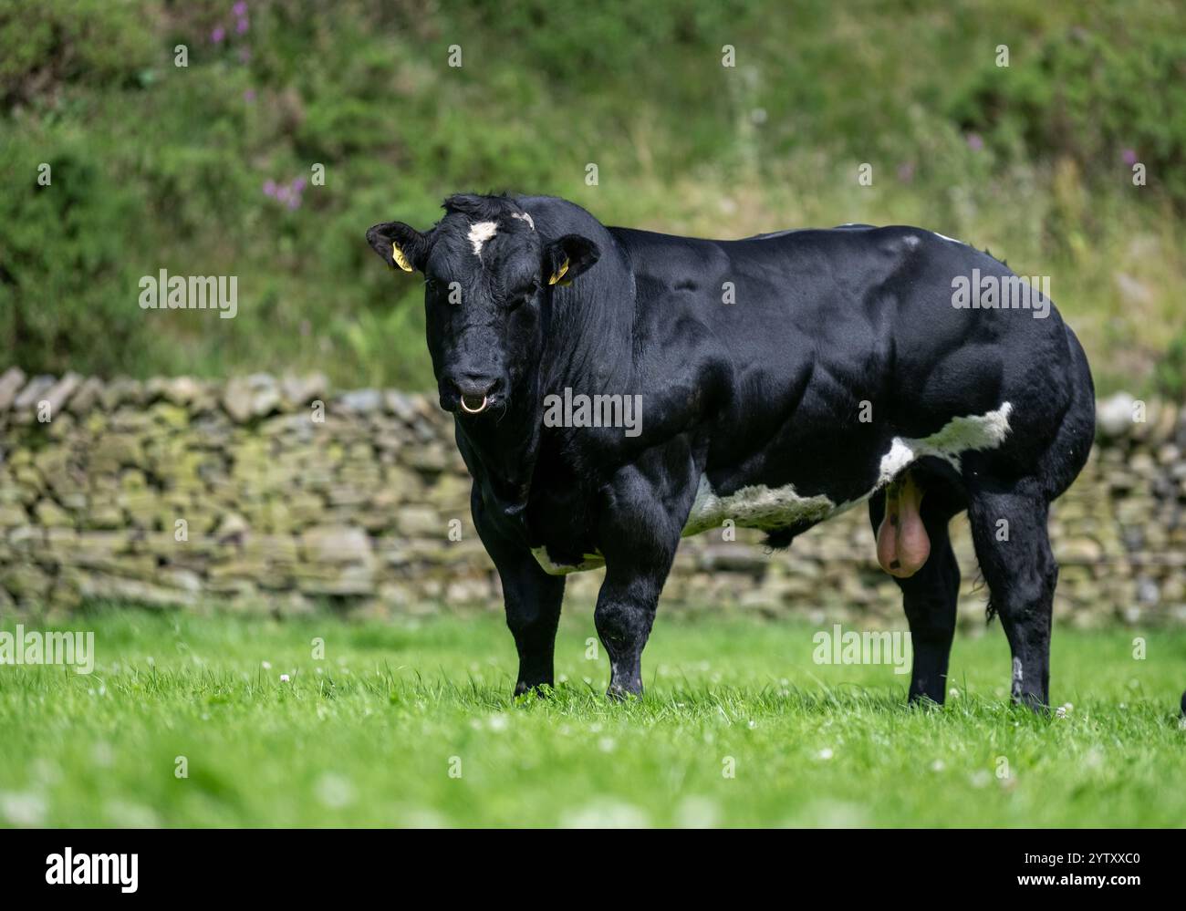 Double muscled cattle hi-res stock photography and images - Alamy