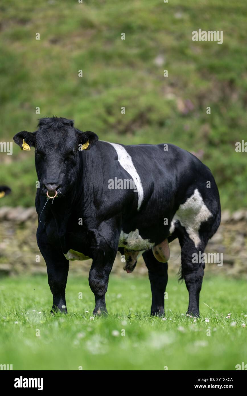 Powerful double muscled British Blue bull on an upland pasture in ...