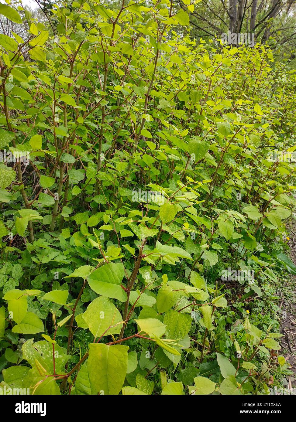 Japanese knotweed (Reynoutria japonica Stock Photo - Alamy