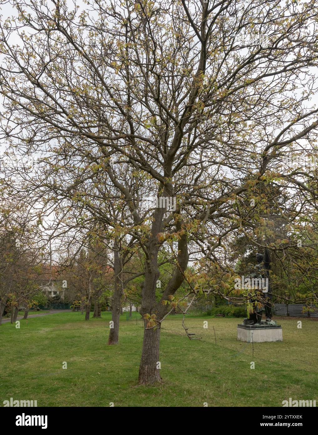 Persian walnut (Juglans regia Stock Photo - Alamy