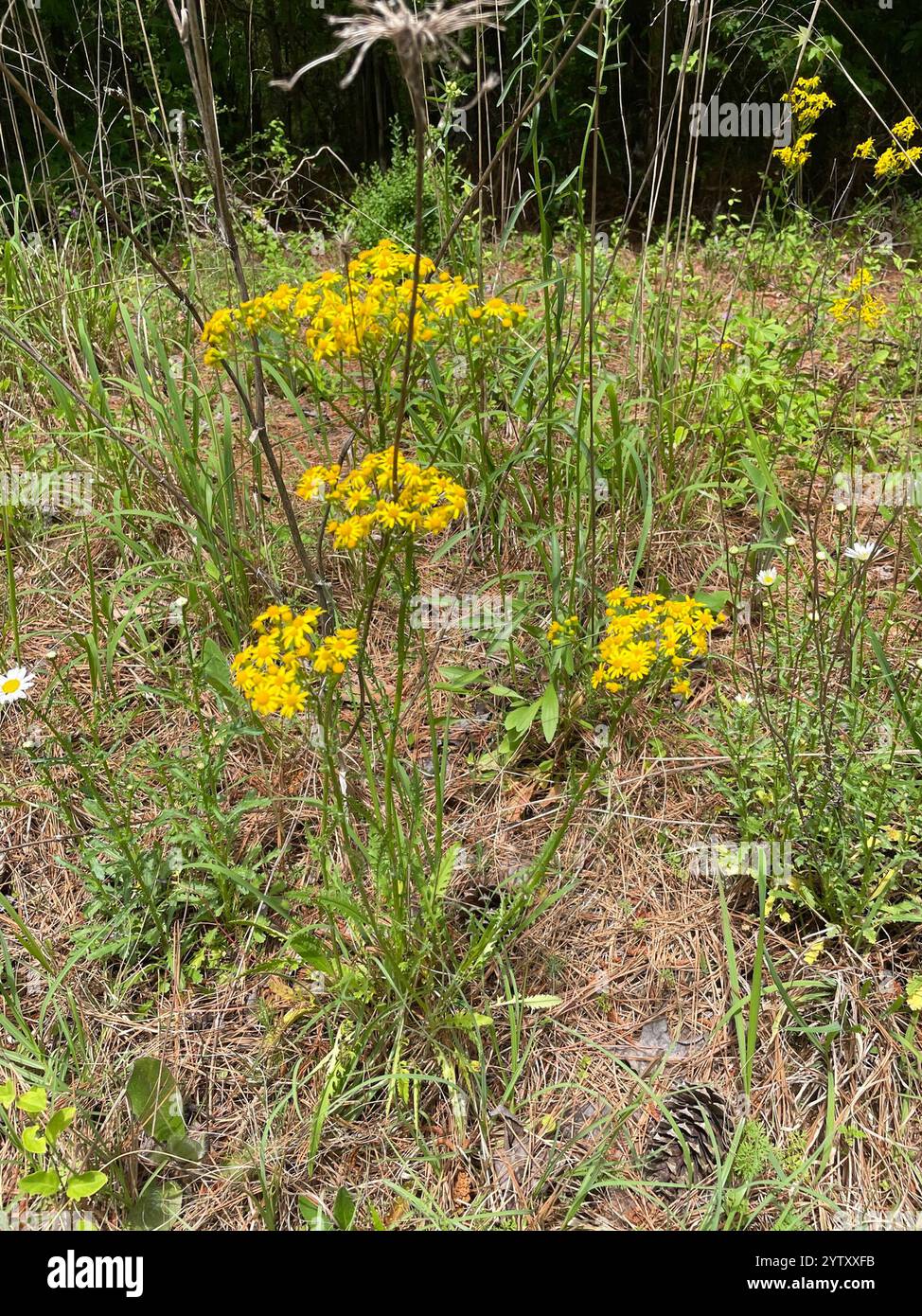 Small's ragwort (Packera anonyma Stock Photo - Alamy