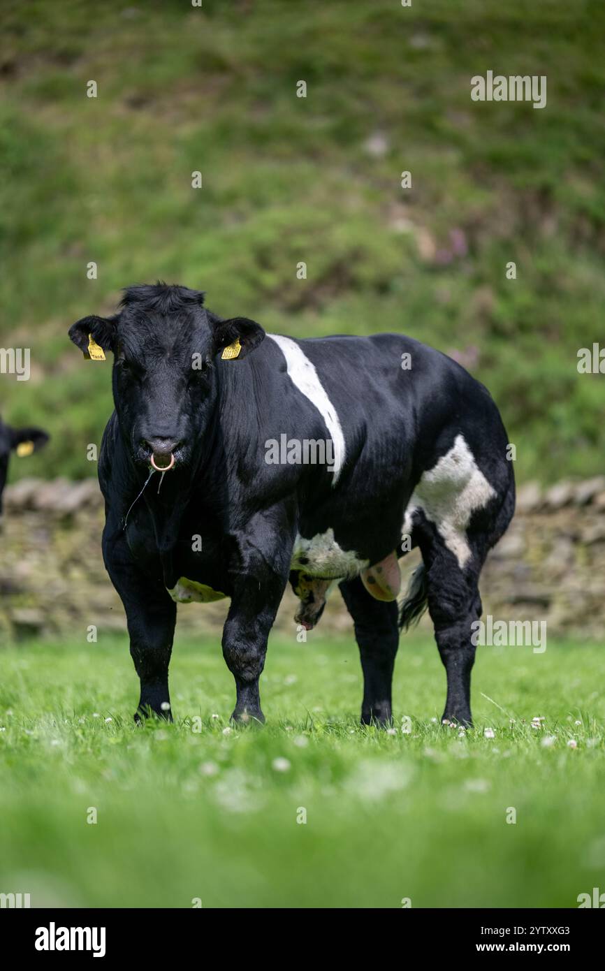 Powerful double muscled British Blue bull on an upland pasture in ...