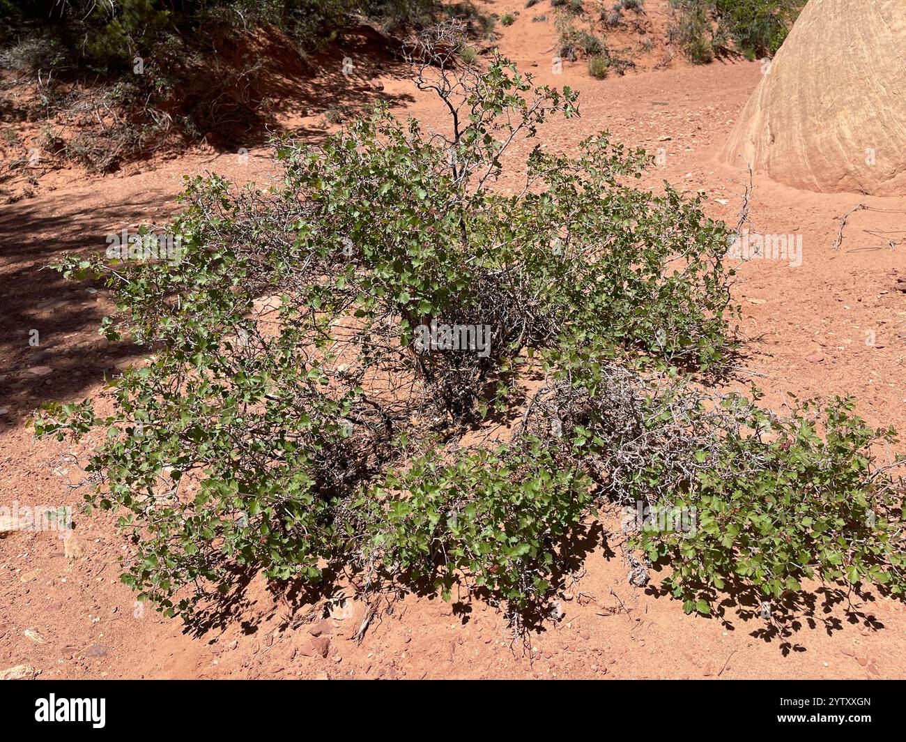 fragrant sumac (Rhus aromatica Stock Photo - Alamy