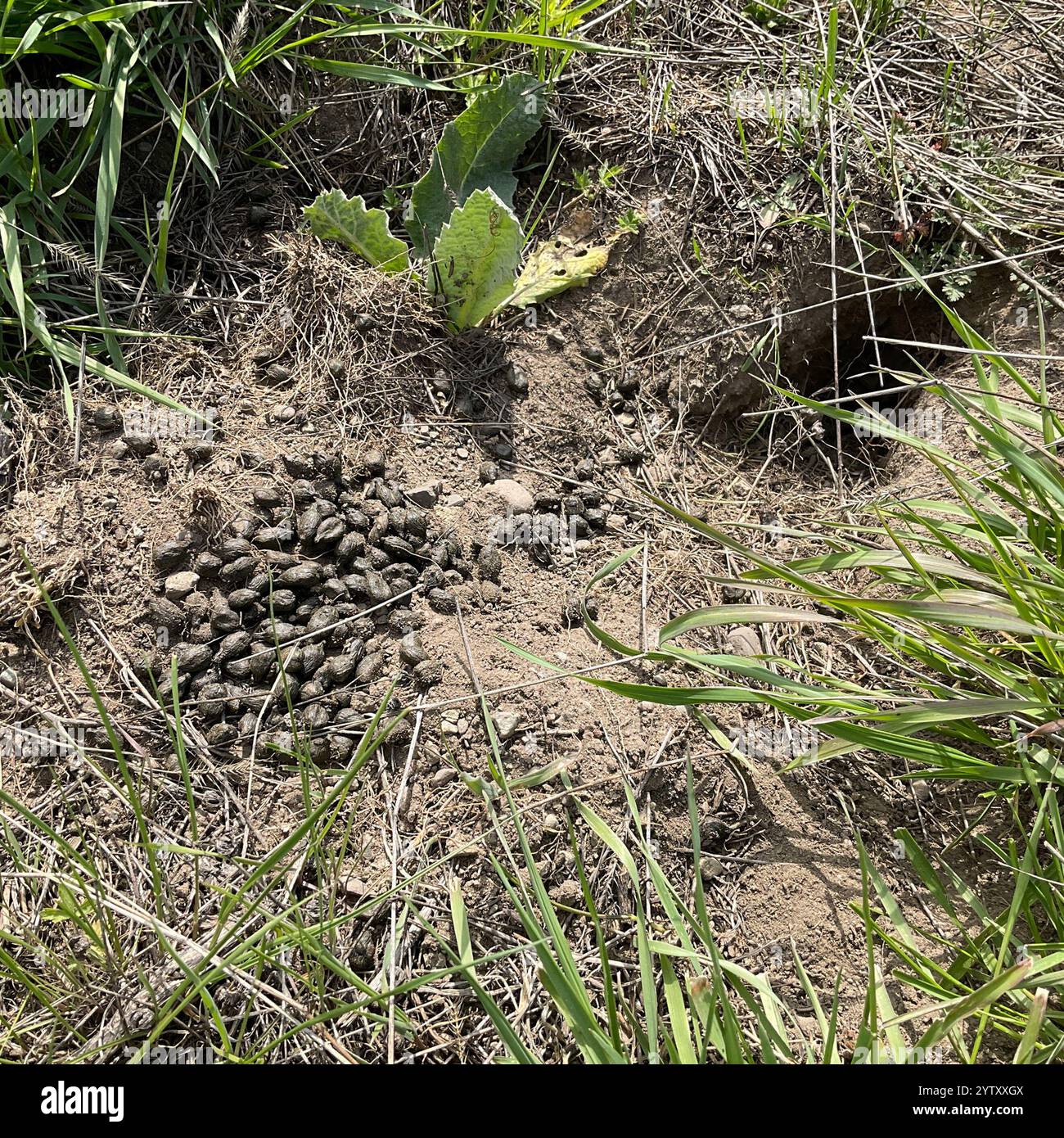 Northern Pocket Gopher (Thomomys talpoides Stock Photo - Alamy