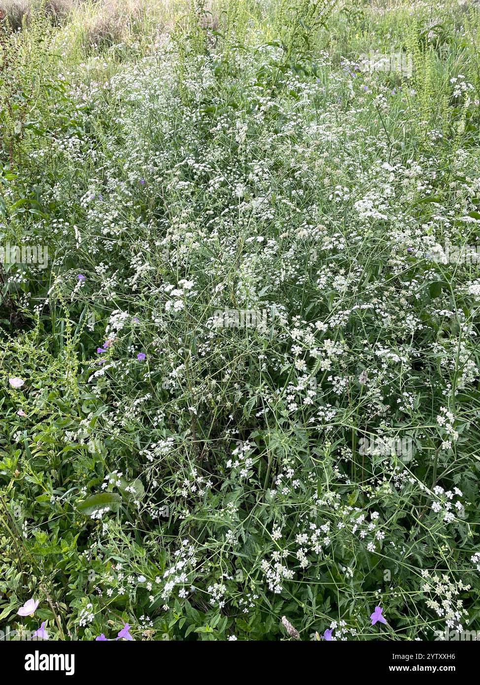 common hedge parsley (Torilis arvensis Stock Photo - Alamy