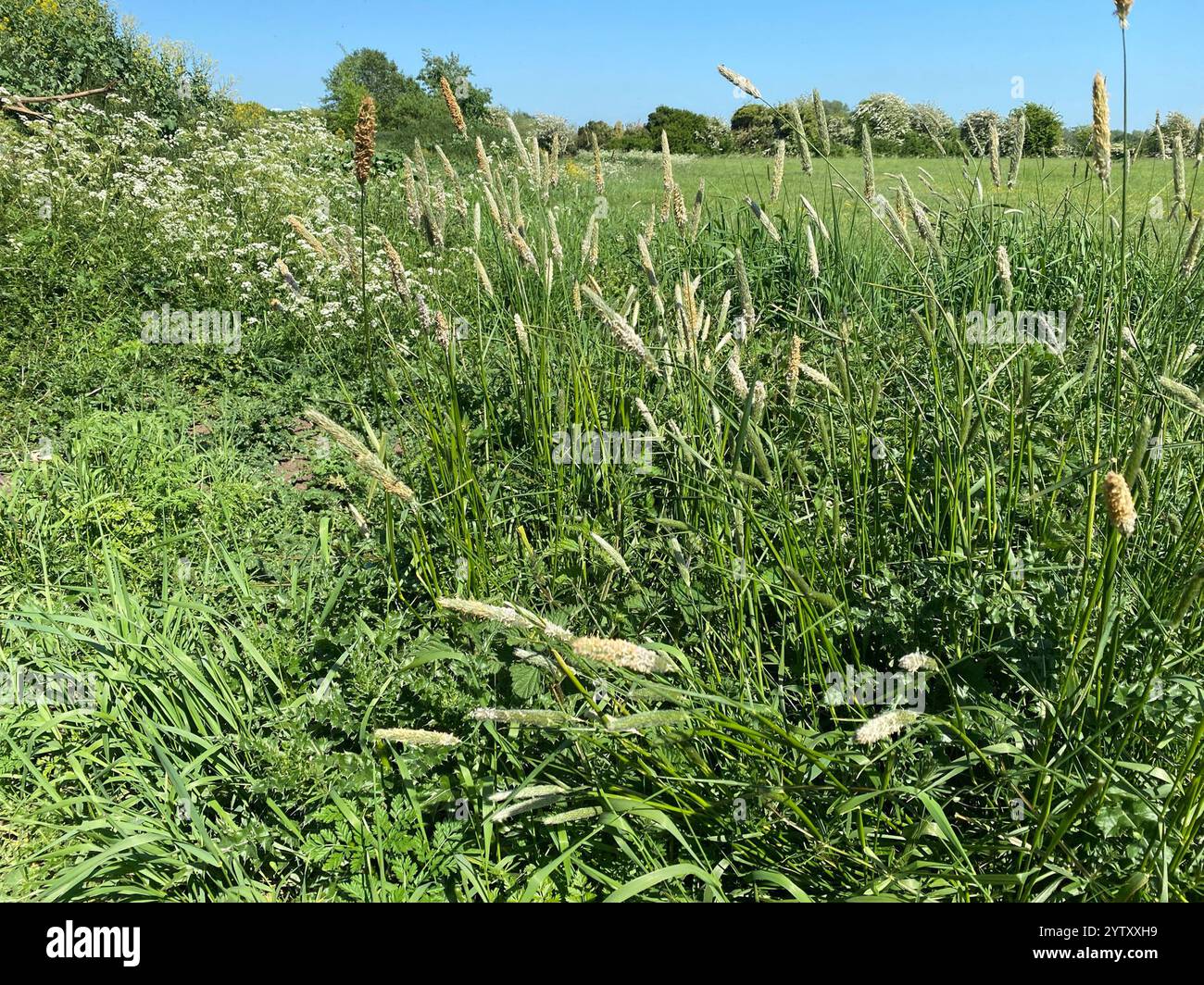 Meadow Foxtail (Alopecurus pratensis Stock Photo - Alamy
