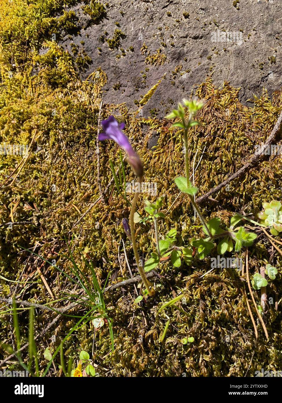 oneflower broomrape (Aphyllon purpureum Stock Photo - Alamy