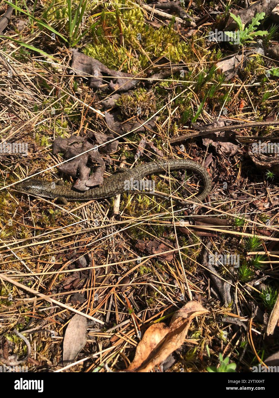 Northern Alligator Lizard (Elgaria coerulea Stock Photo - Alamy