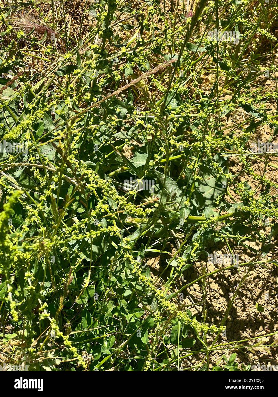 fiddle dock (Rumex pulcher Stock Photo - Alamy