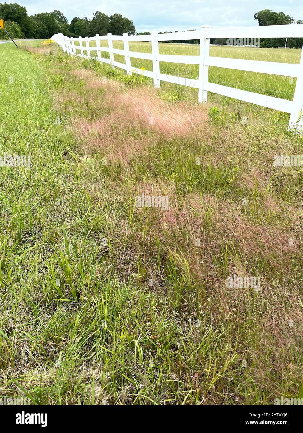 Bentgrass hi-res stock photography and images - Alamy