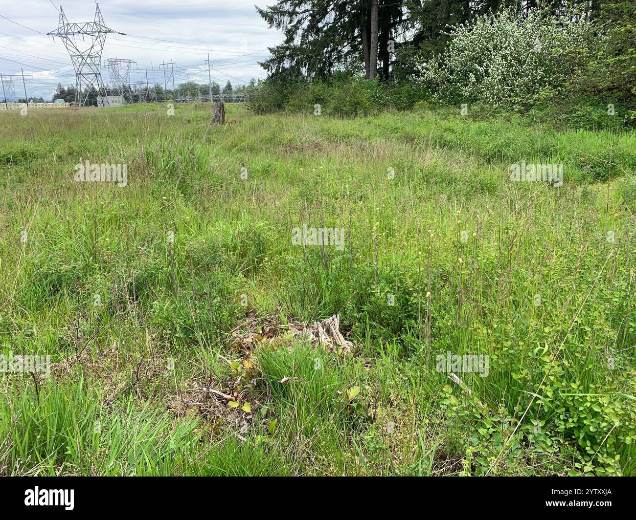 Tower Mustard (Turritis glabra Stock Photo - Alamy