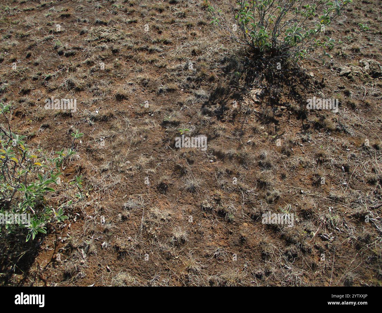 brick scale (Psora crenata Stock Photo - Alamy