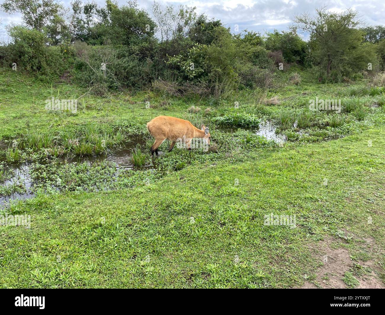 Marsh Deer (Blastocerus dichotomus Stock Photo - Alamy