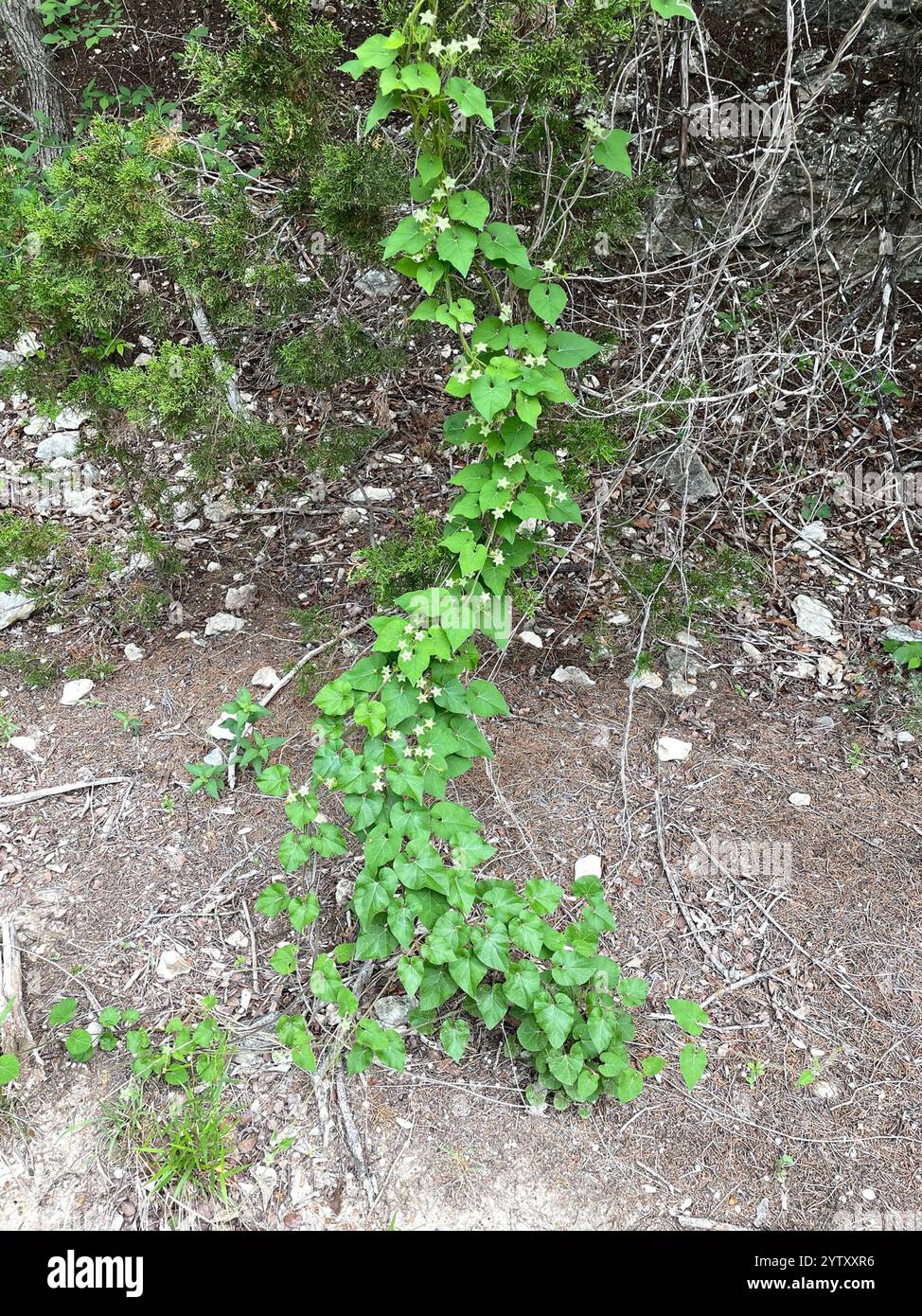 Pearl Milkweed (Matelea reticulata Stock Photo - Alamy