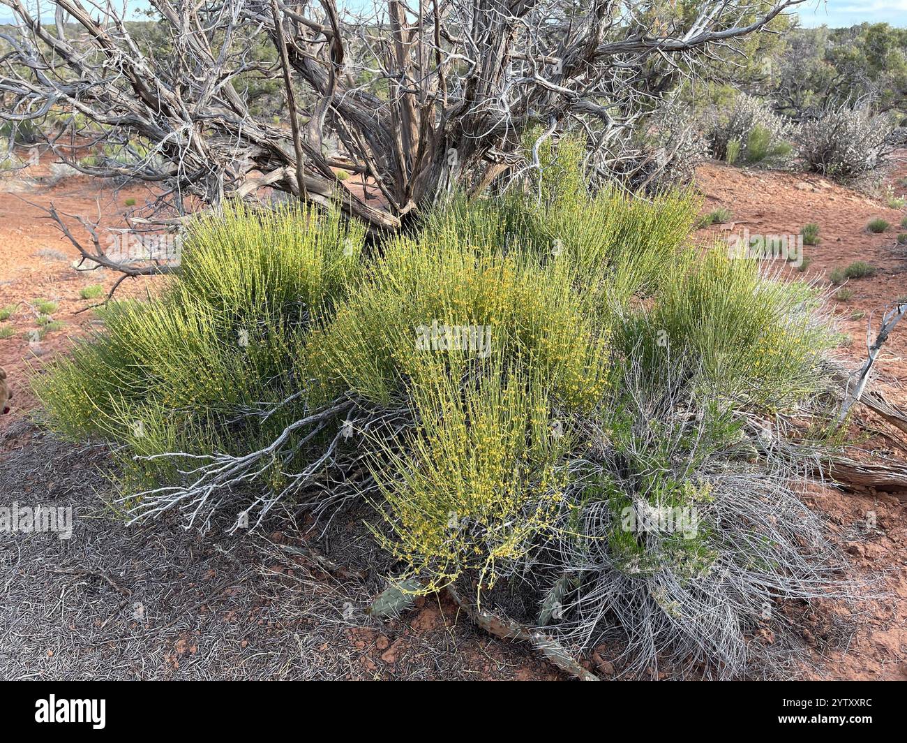 Green Ephedra (Ephedra viridis Stock Photo - Alamy