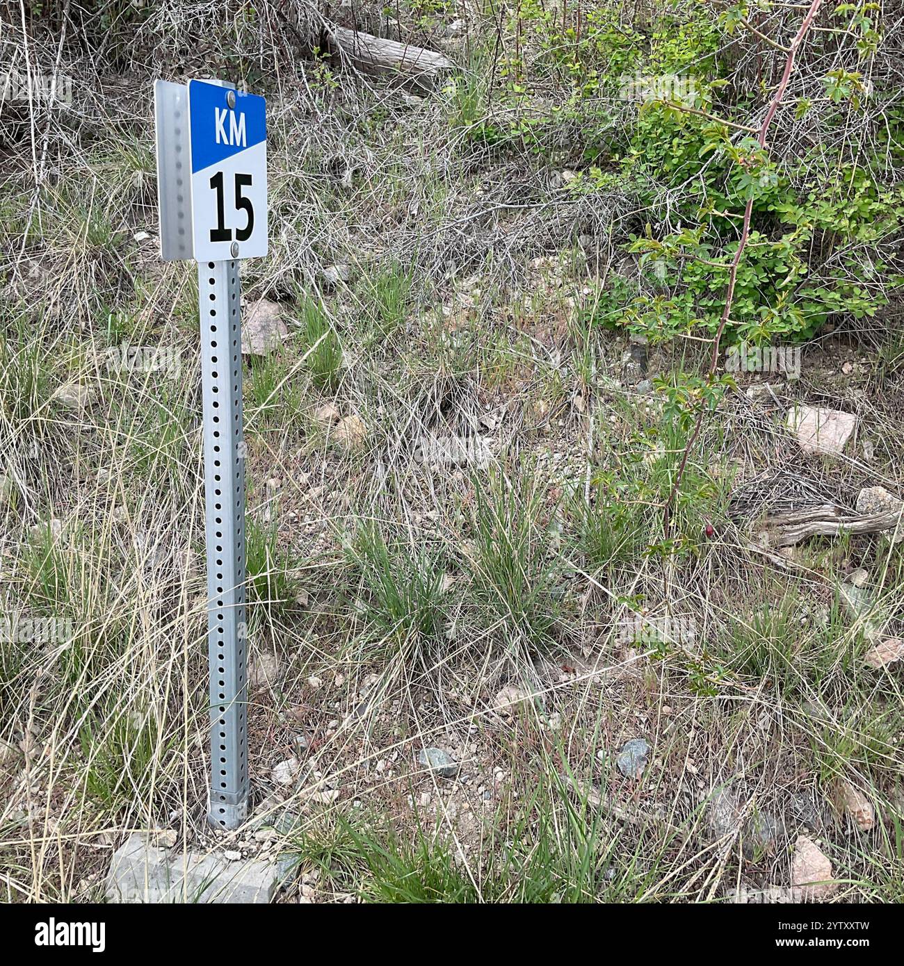 Intermediate Wheatgrass (Thinopyrum intermedium Stock Photo - Alamy