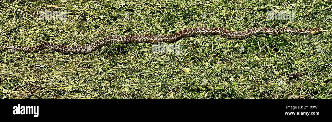 Pacific Gopher Snake (Pituophis catenifer catenifer Stock Photo - Alamy
