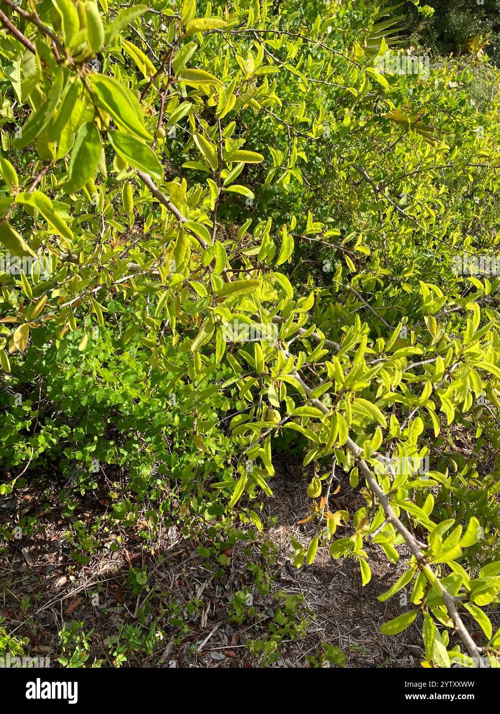 Hog plum (Ximenia americana Stock Photo - Alamy