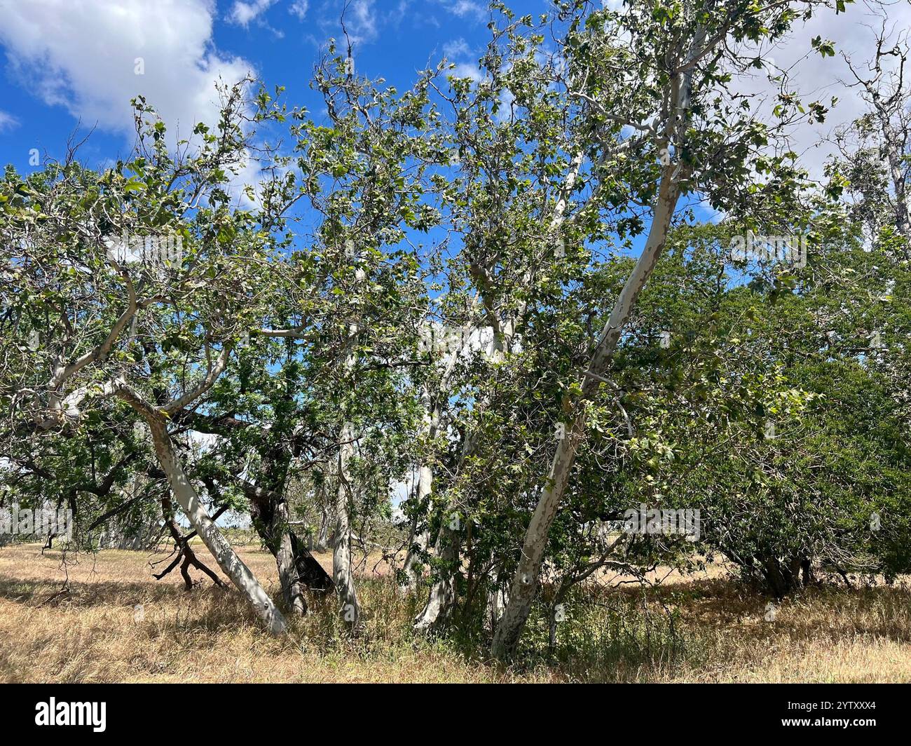 western sycamore (Platanus racemosa Stock Photo - Alamy