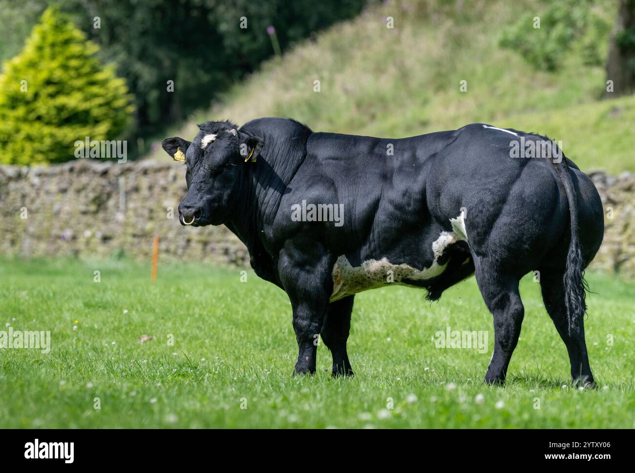 Powerful double muscled British Blue bull on an upland pasture in ...