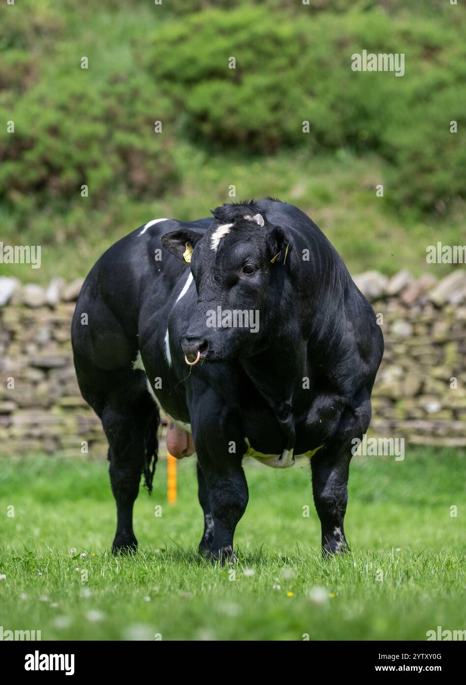 Powerful double muscled British Blue bull on an upland pasture in ...