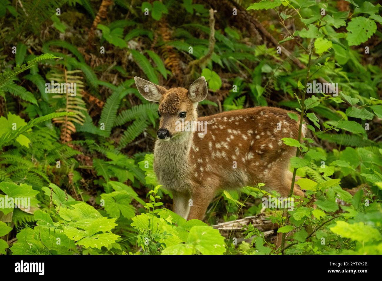With Ears Perked A Young Fawn Looks Left Stock Photo - Alamy