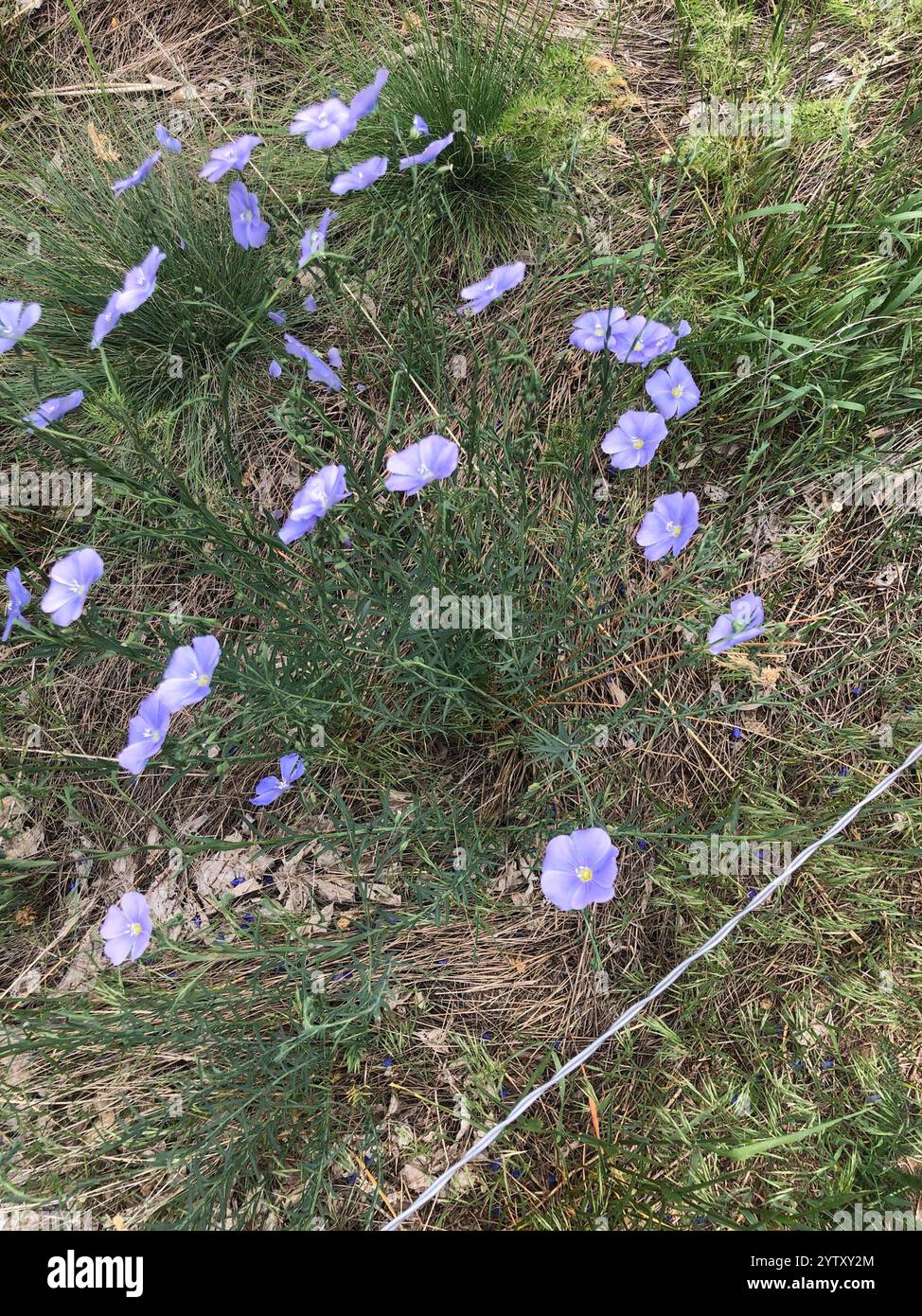 Lewis flax (Linum lewisii Stock Photo - Alamy