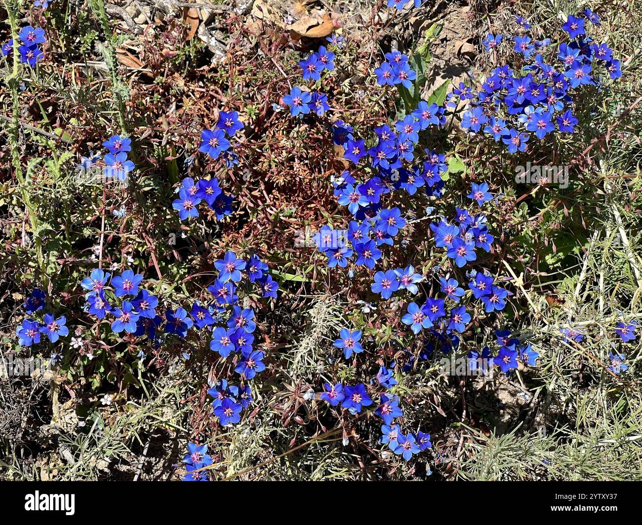 Flax-leaved Blue Pimpernel (Lysimachia monelli Stock Photo - Alamy