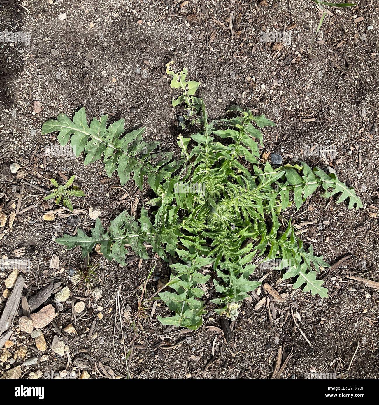 Tall Tumblemustard (Sisymbrium altissimum Stock Photo - Alamy