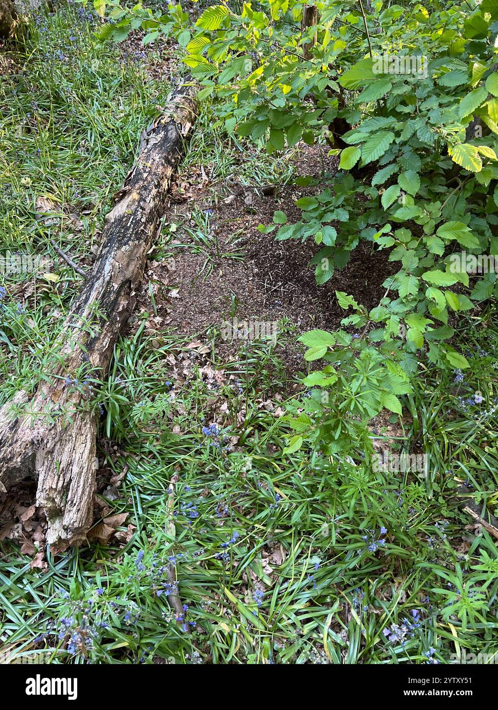 Wood, Mound, and Field Ants (Formica Stock Photo - Alamy