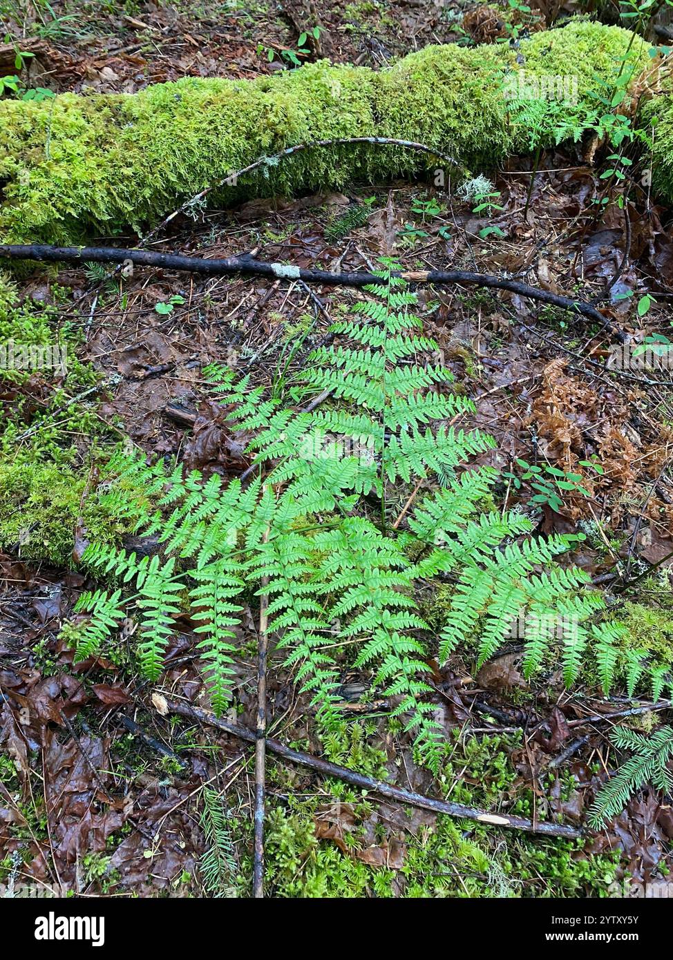 common bracken (Pteridium aquilinum Stock Photo - Alamy