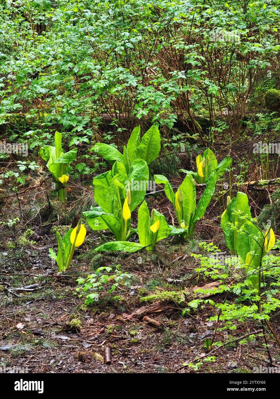 western skunk cabbage (Lysichiton americanus Stock Photo - Alamy