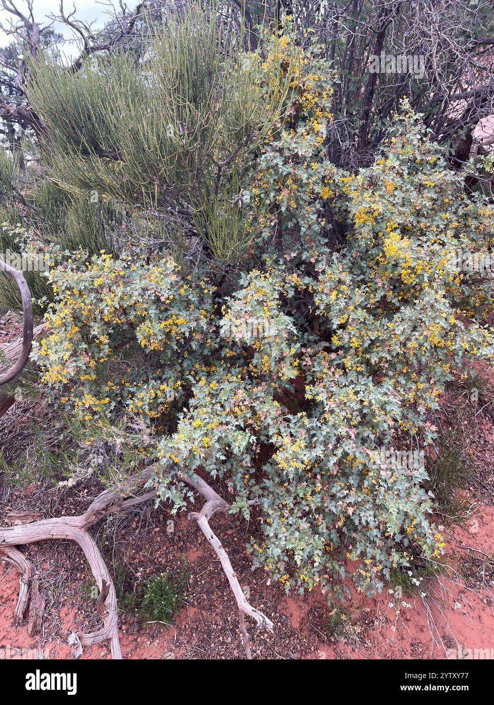 Fremont barberry (Berberis fremontii Stock Photo - Alamy