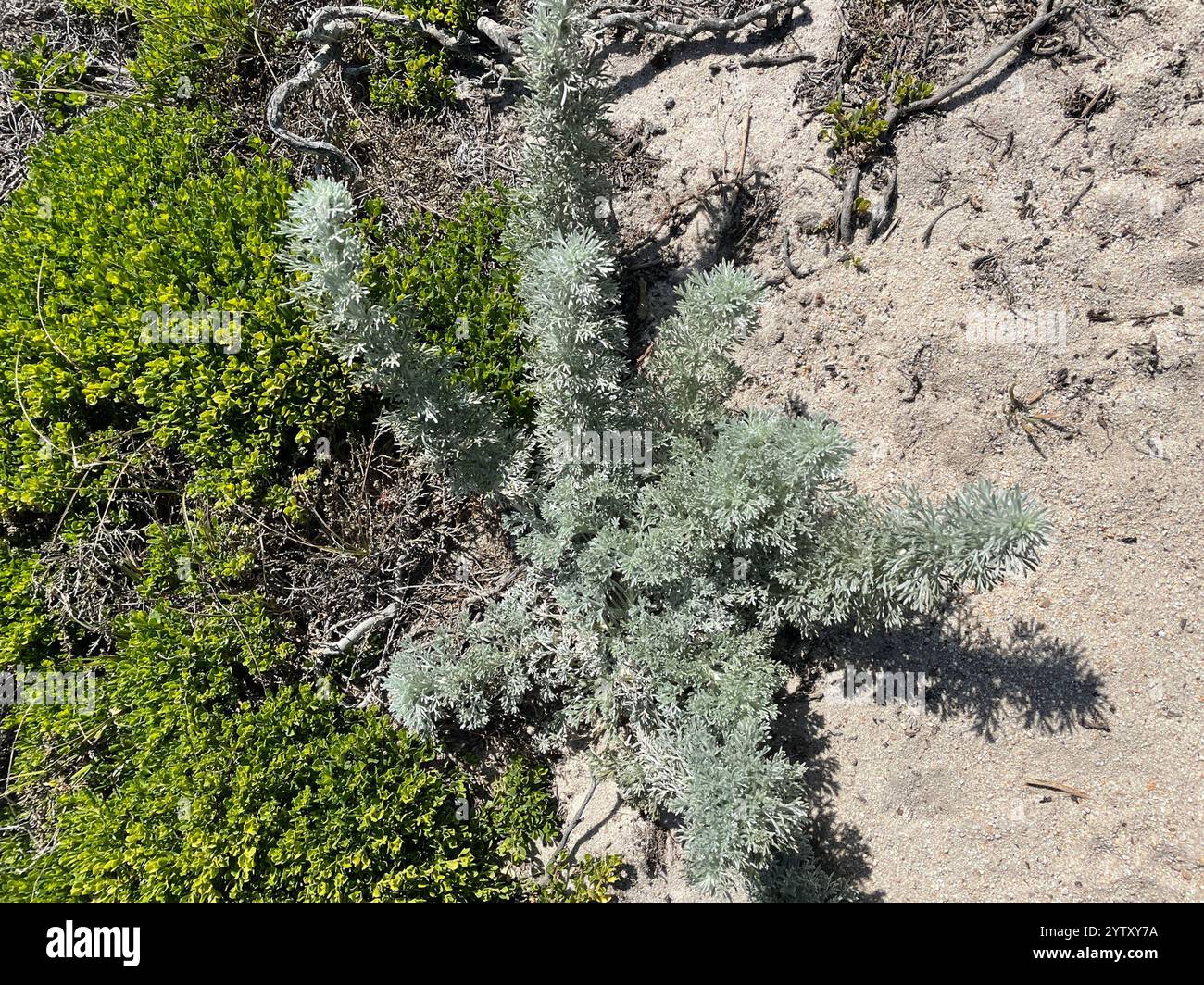 Pycnocephala hi-res stock photography and images - Alamy