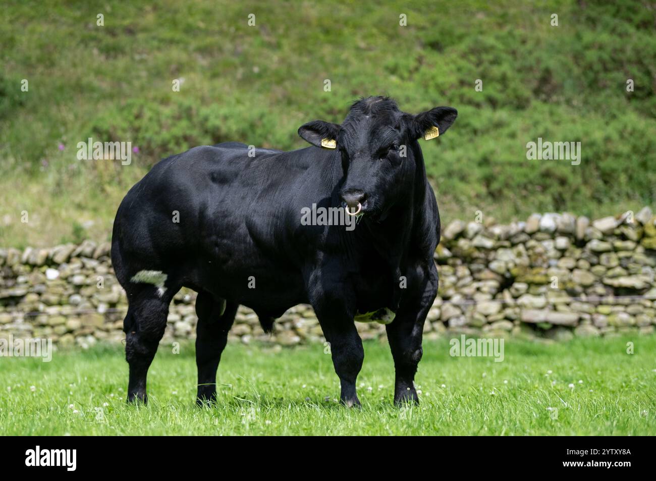 Double muscled cattle hi-res stock photography and images - Alamy
