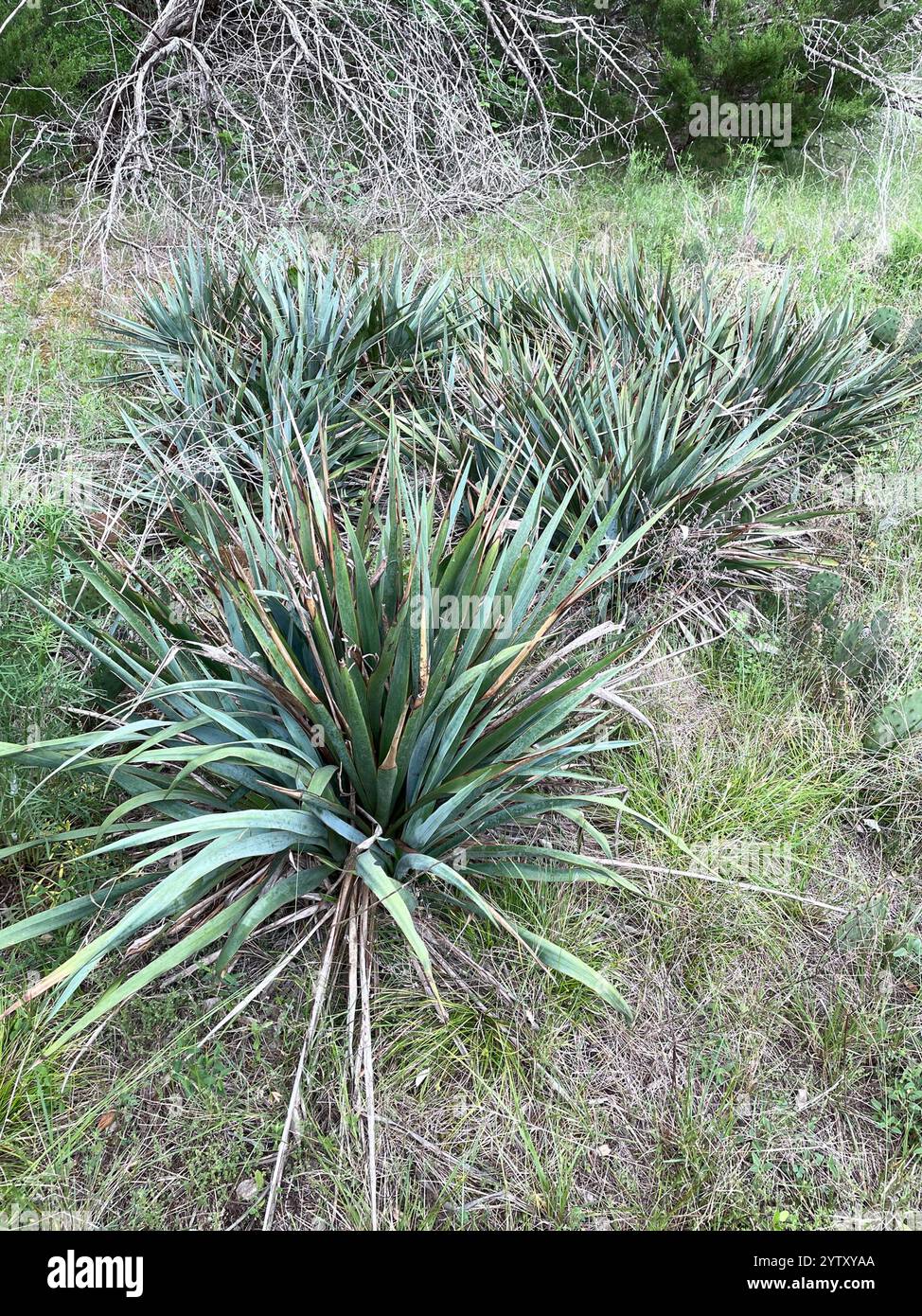 common yucca (Yucca filamentosa Stock Photo - Alamy